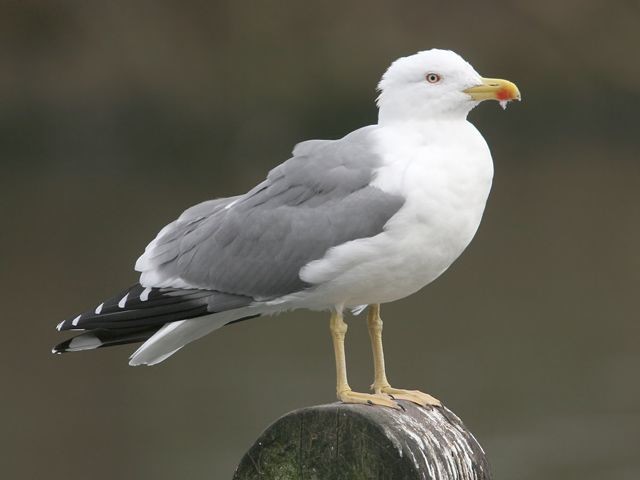 Details : Azores Gull - BirdGuides