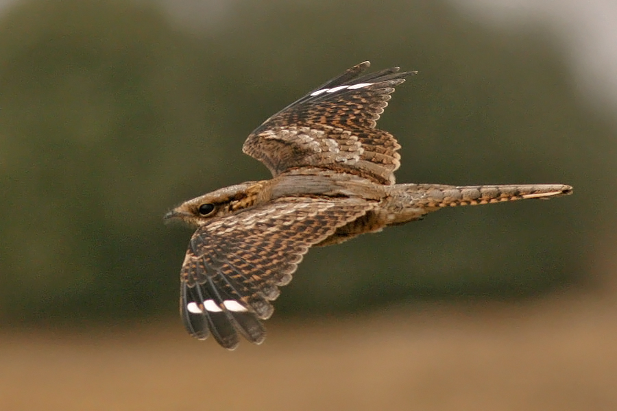 Details : Red-necked Nightjar - BirdGuides
