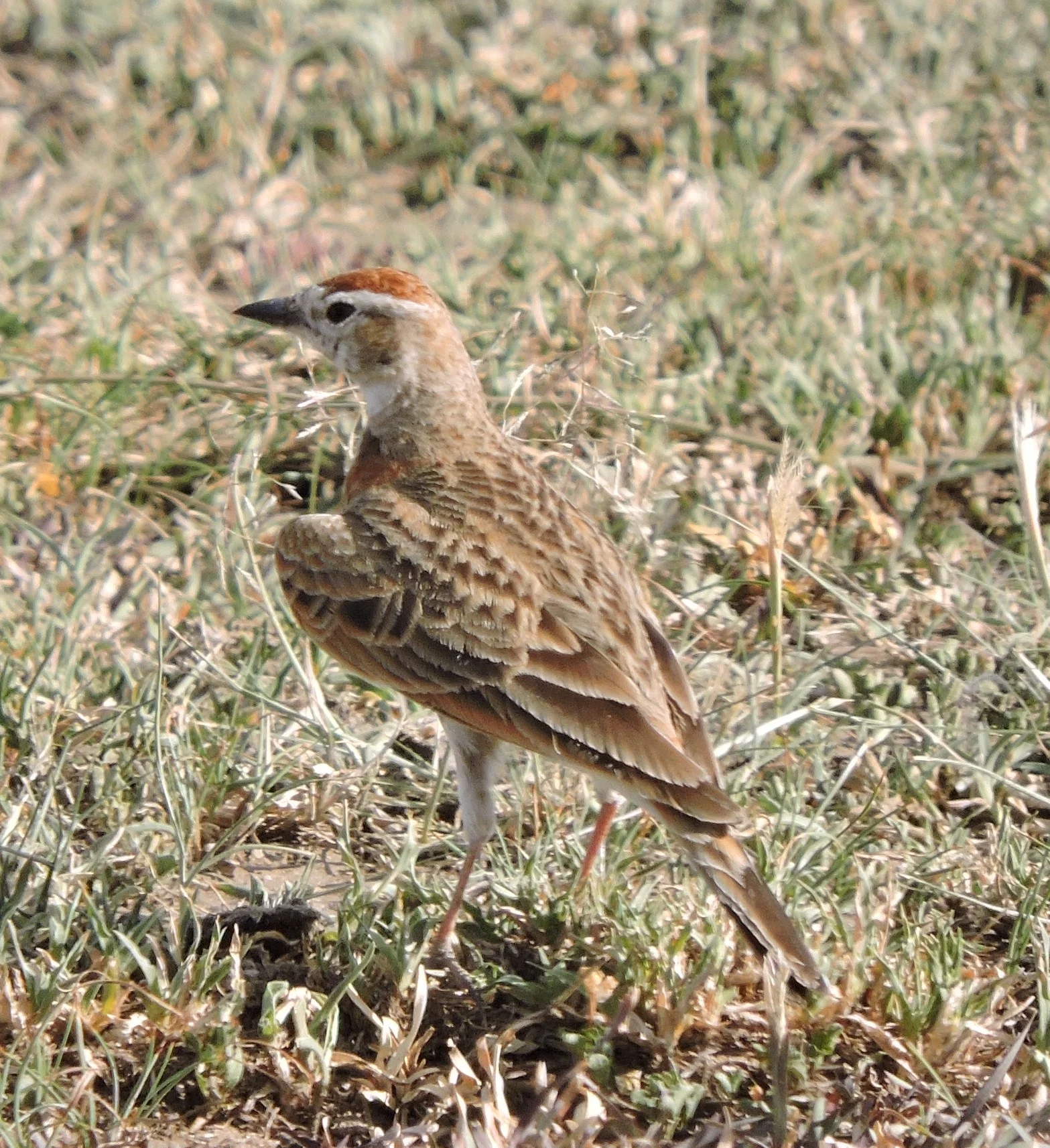 Details : Red-capped Lark - BirdGuides