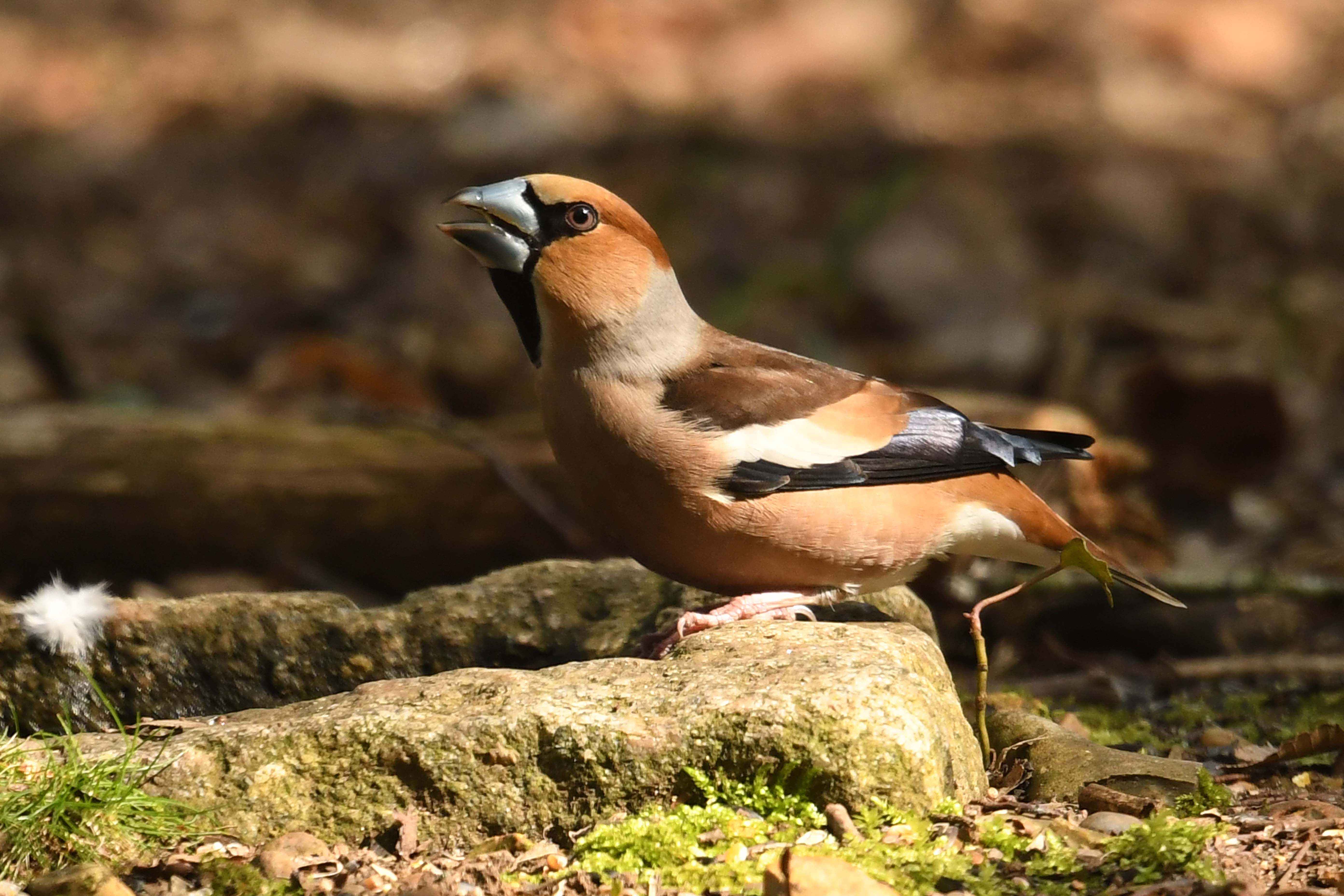Hawfinch by Nick Appleton - BirdGuides