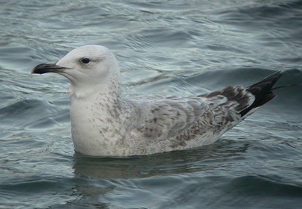 Details : Caspian Gull - BirdGuides
