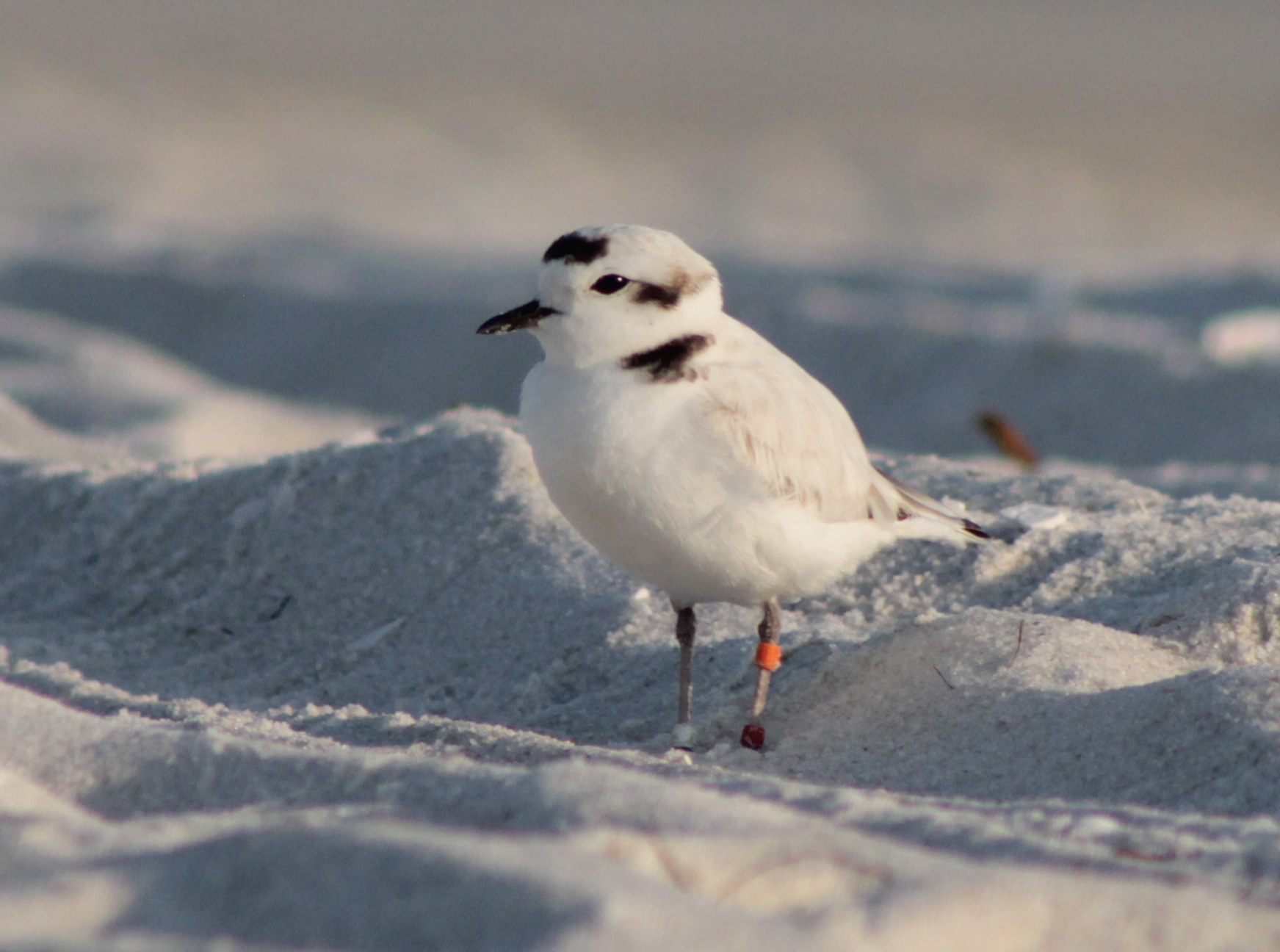 Details : Snowy Plover - BirdGuides