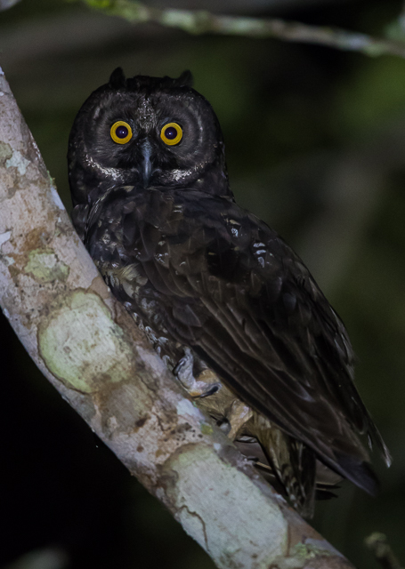 Details : Stygian Owl - BirdGuides