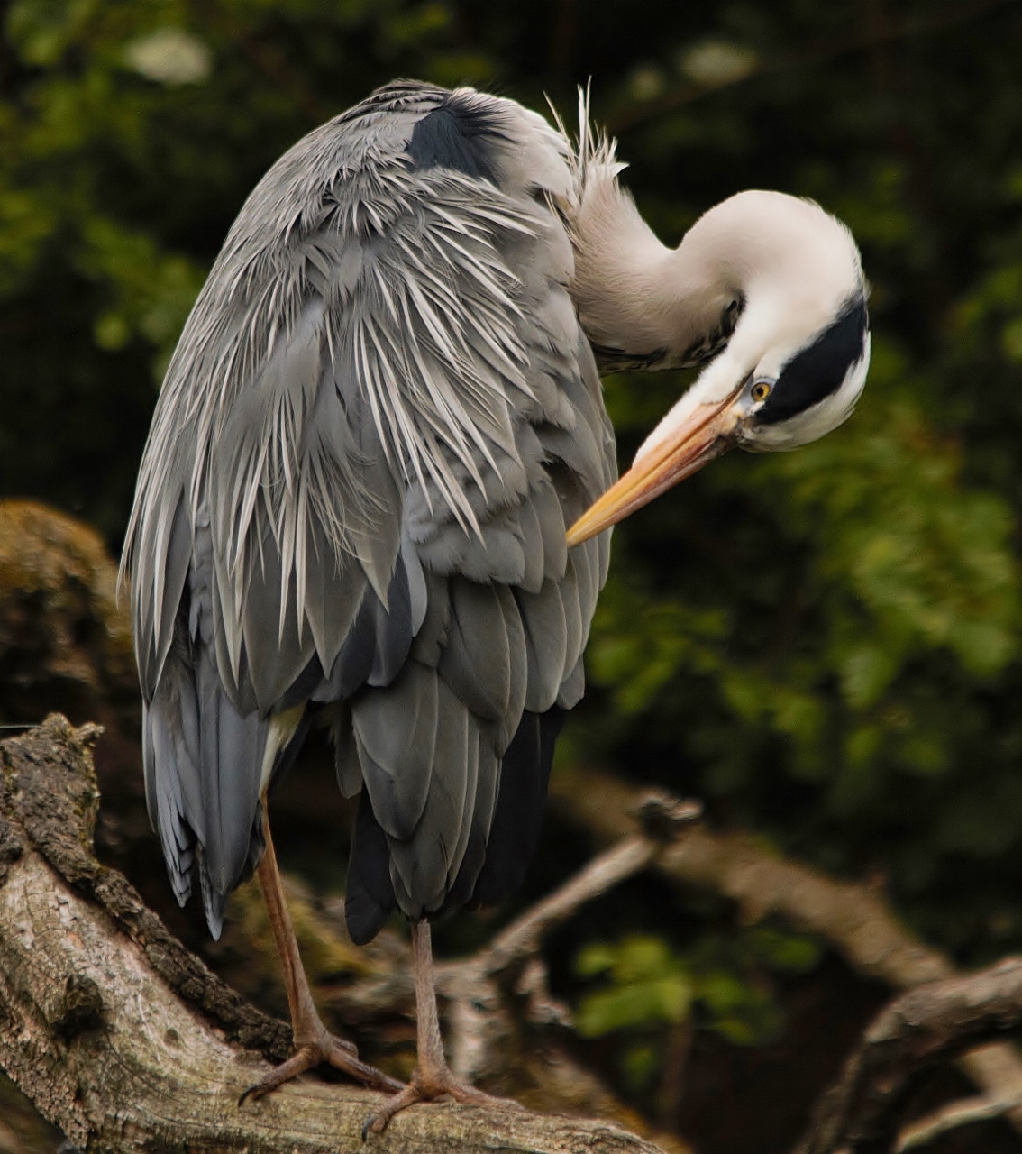 Birmingham Birdwatching Site - BirdGuides