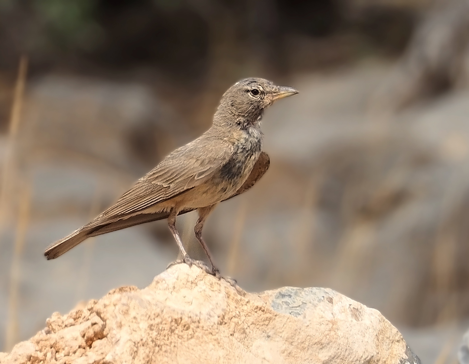 Details : Desert Lark - BirdGuides