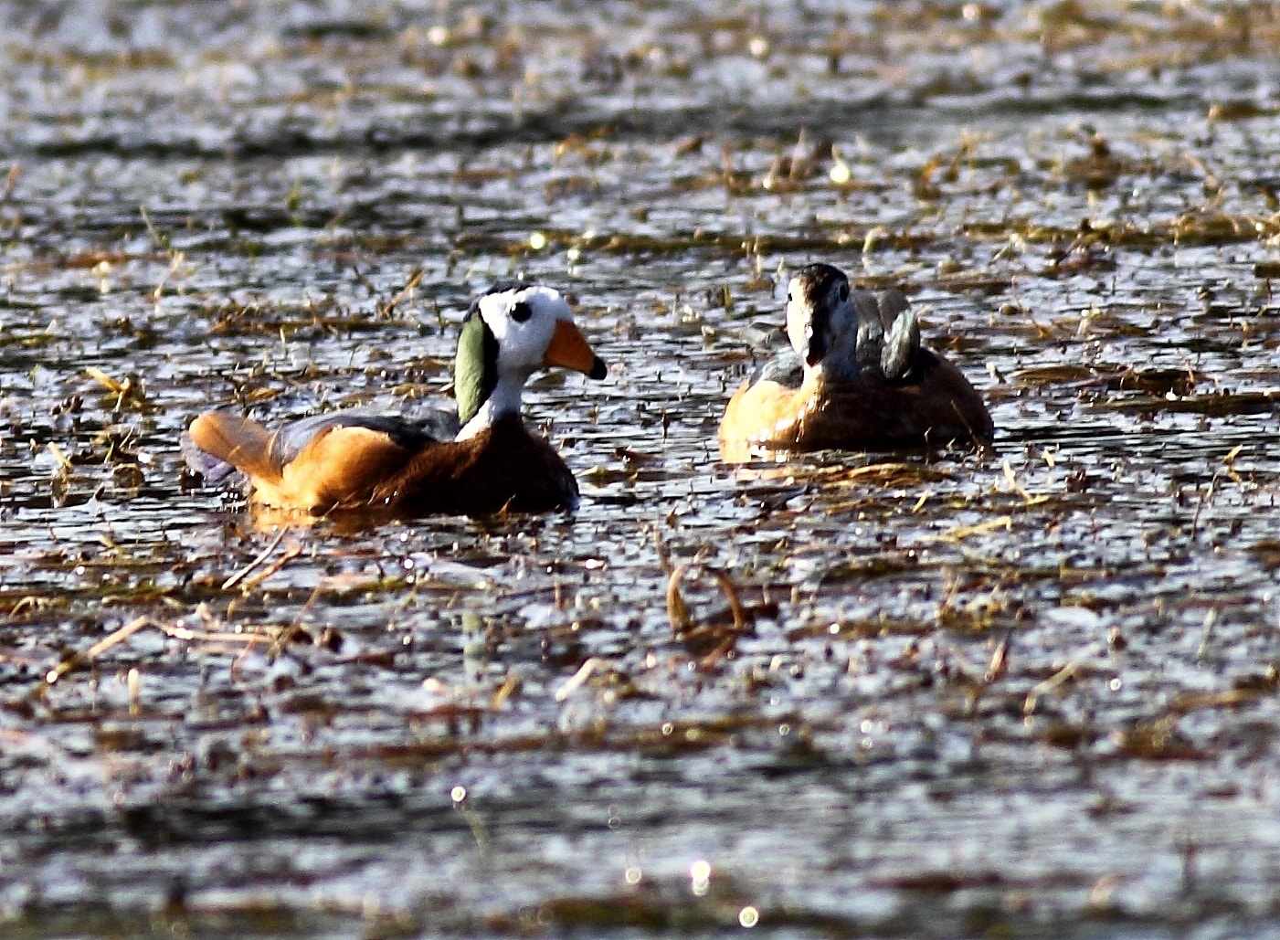 African Pygmy Goose by Michael King - BirdGuides