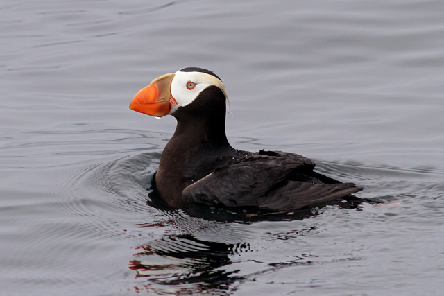Details : Tufted Puffin - BirdGuides