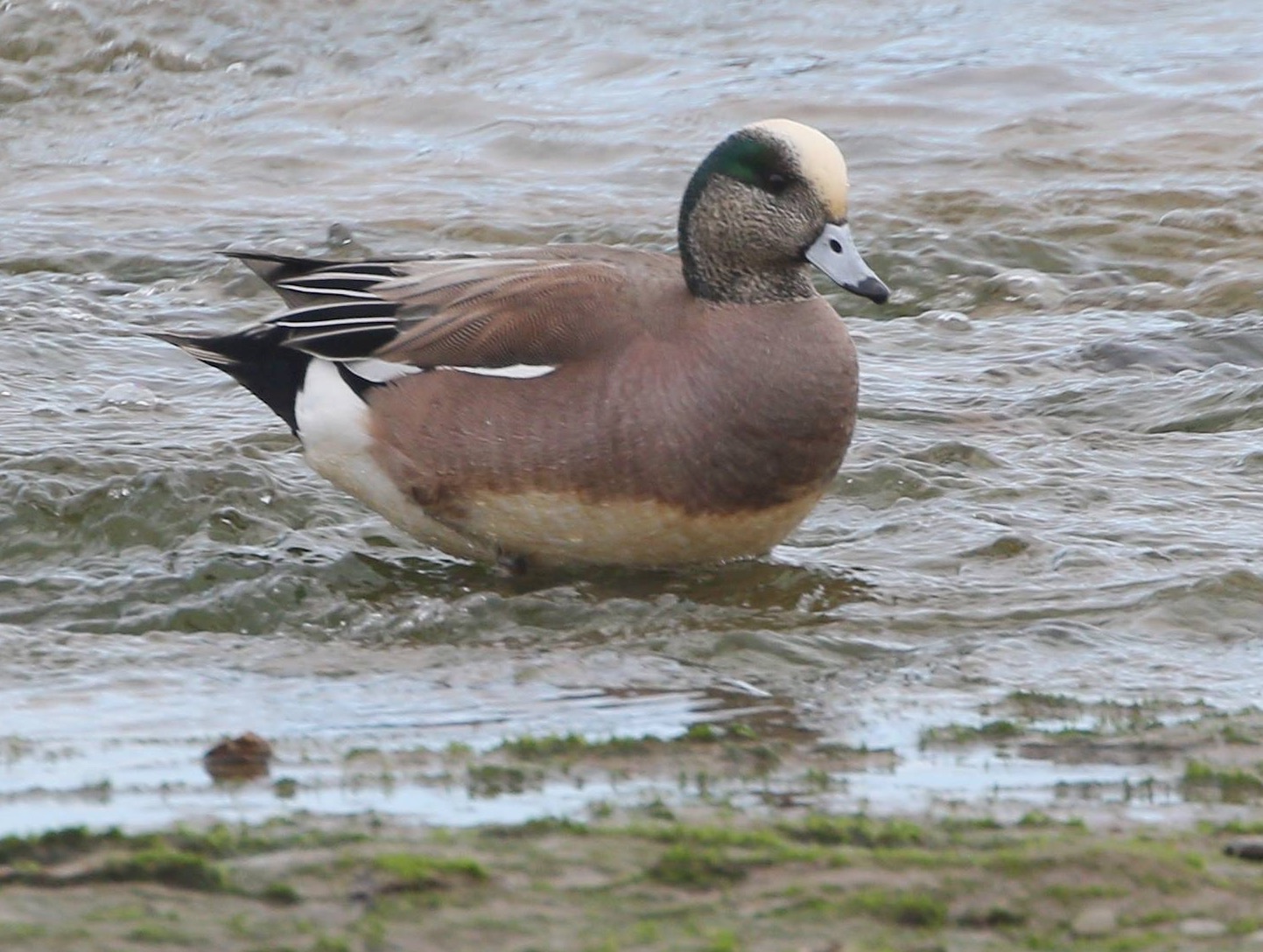 Details : American Wigeon - BirdGuides