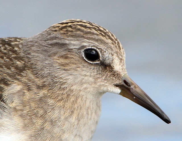 Details : Temminck's Stint - BirdGuides
