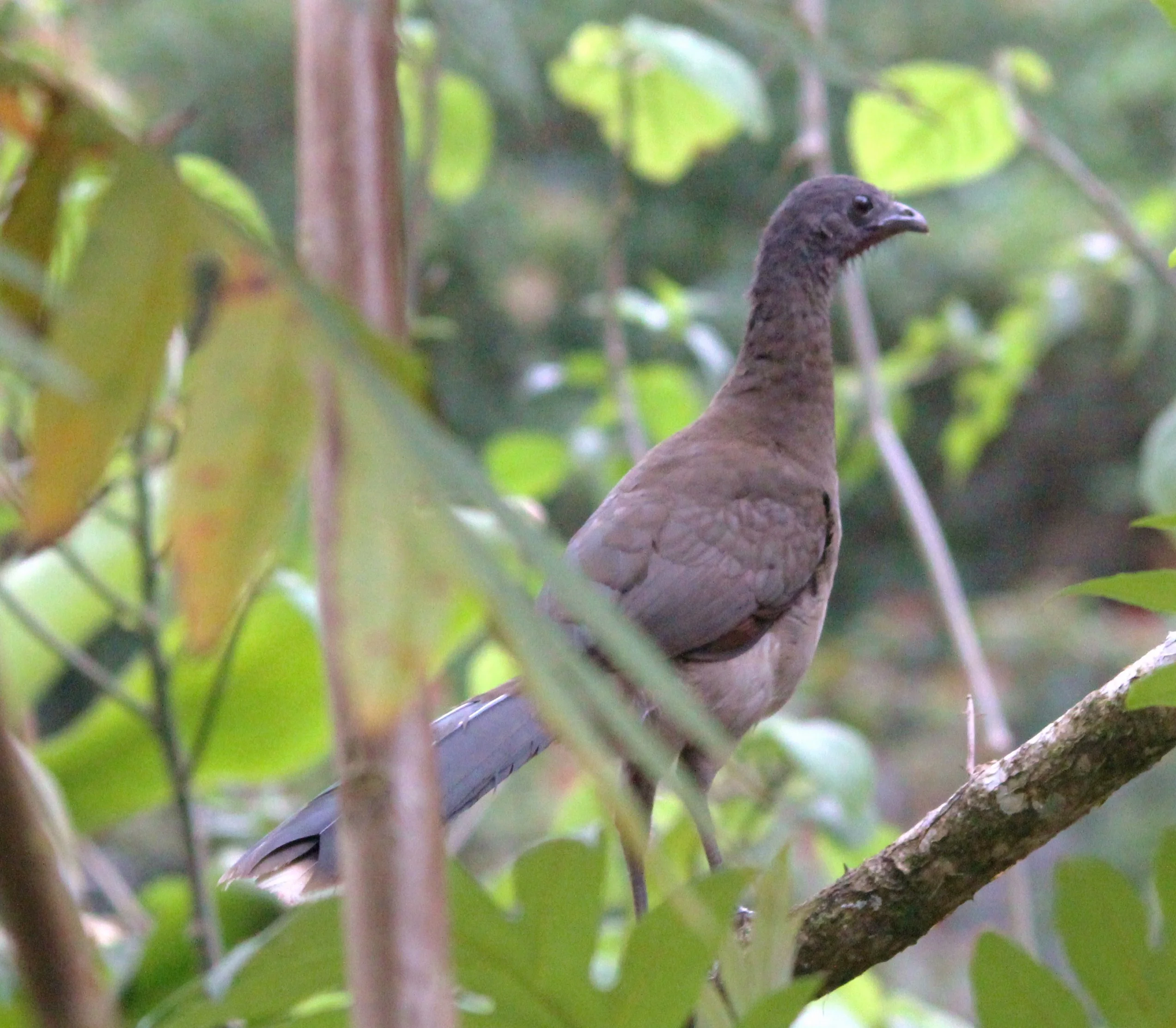 Details : Grey-headed Chachalaca - BirdGuides