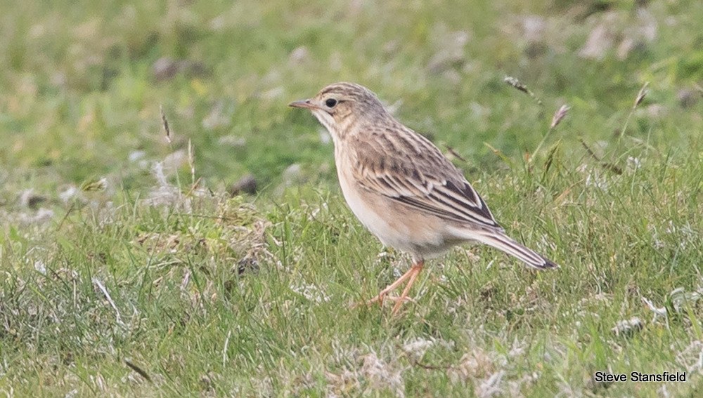 Details : Blyth's Pipit - BirdGuides