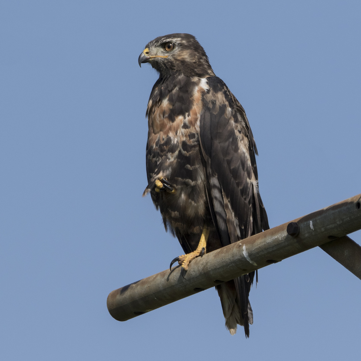 Details : Jackal Buzzard - BirdGuides