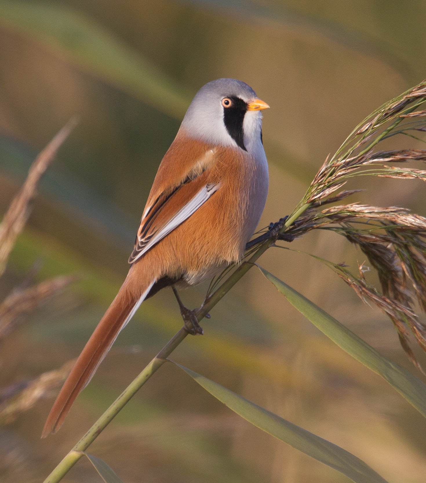 Details : Bearded Tit - BirdGuides
