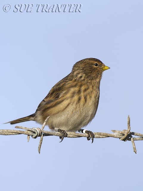 Details : Twite - BirdGuides