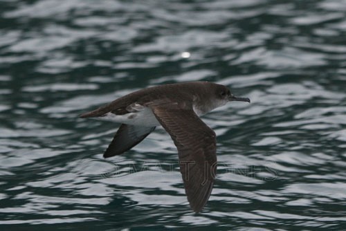 Details : Hutton's Shearwater - BirdGuides