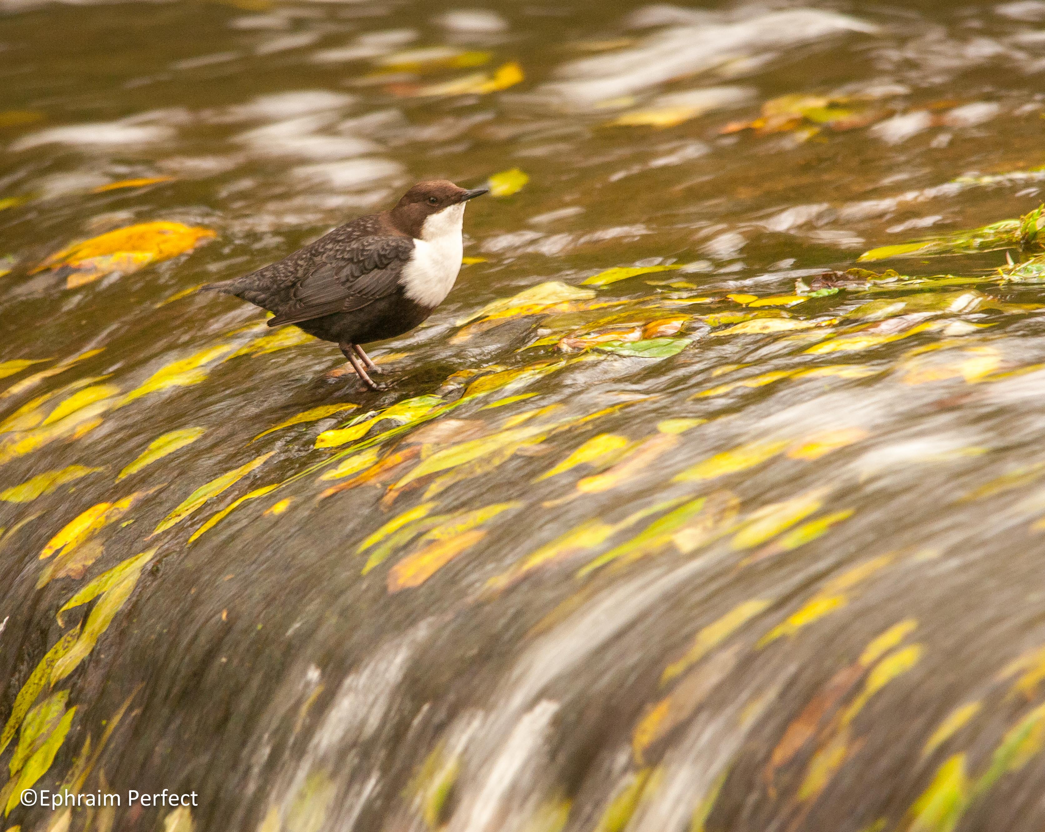 Photo of the Week: 16–22 November - BirdGuides