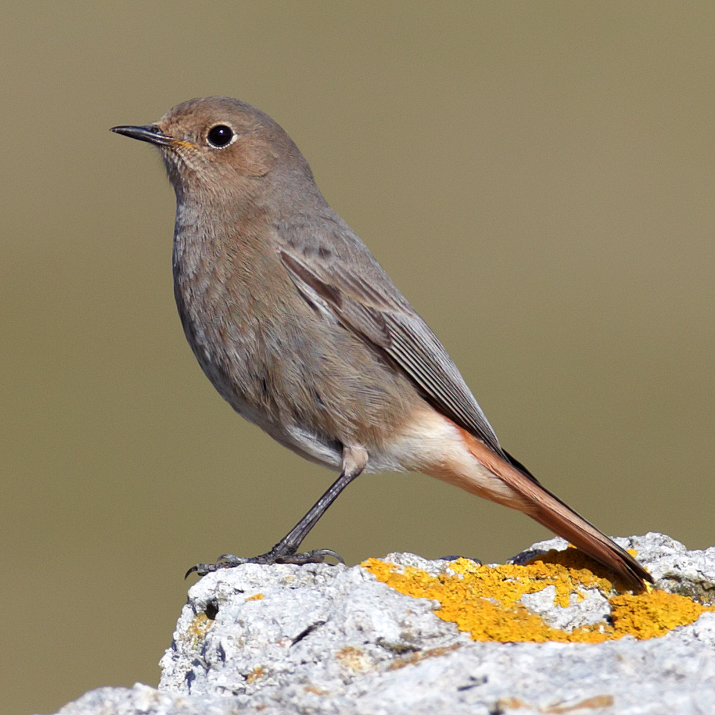 Details : Black Redstart - BirdGuides