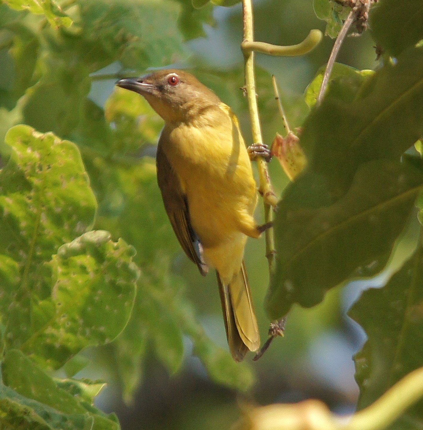 Details : Yellow-bellied Greenbul - BirdGuides