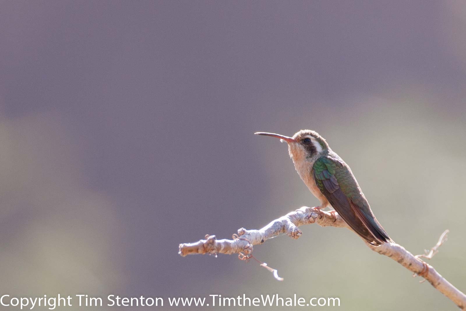 Xantus's Hummingbird by Unspecified - BirdGuides