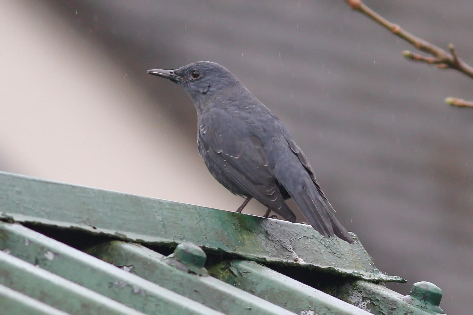 Rarity finders: Blue Rock Thrush in Gloucestershire - BirdGuides
