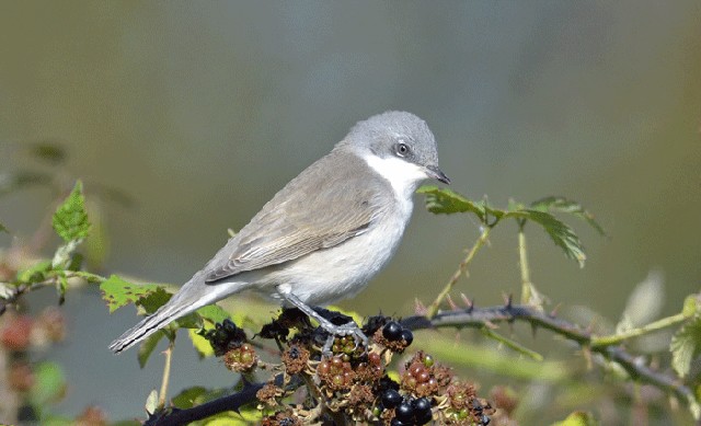 Lesser Whitethroat by Debra Pickering - BirdGuides