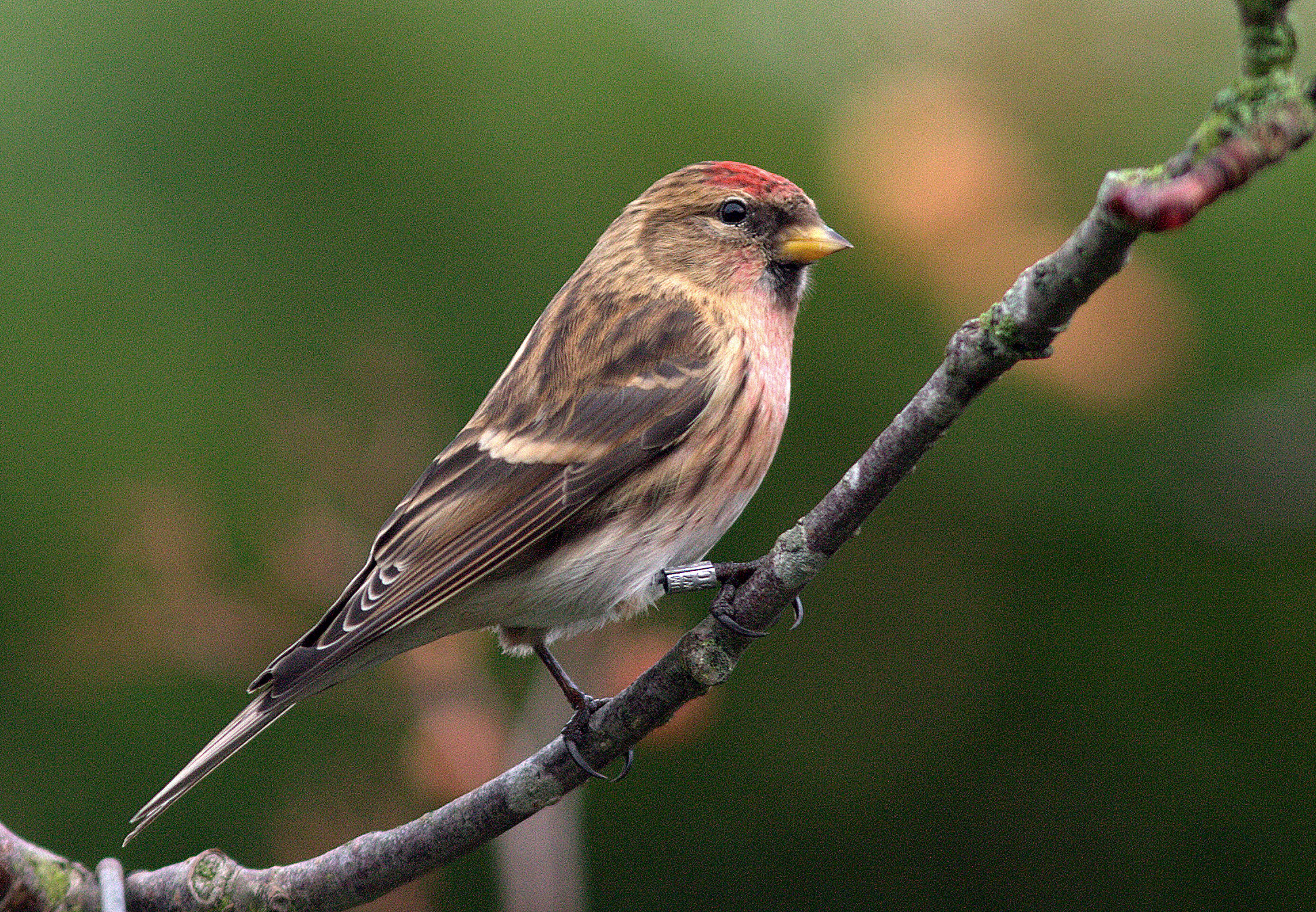 Details : Lesser Redpoll - BirdGuides