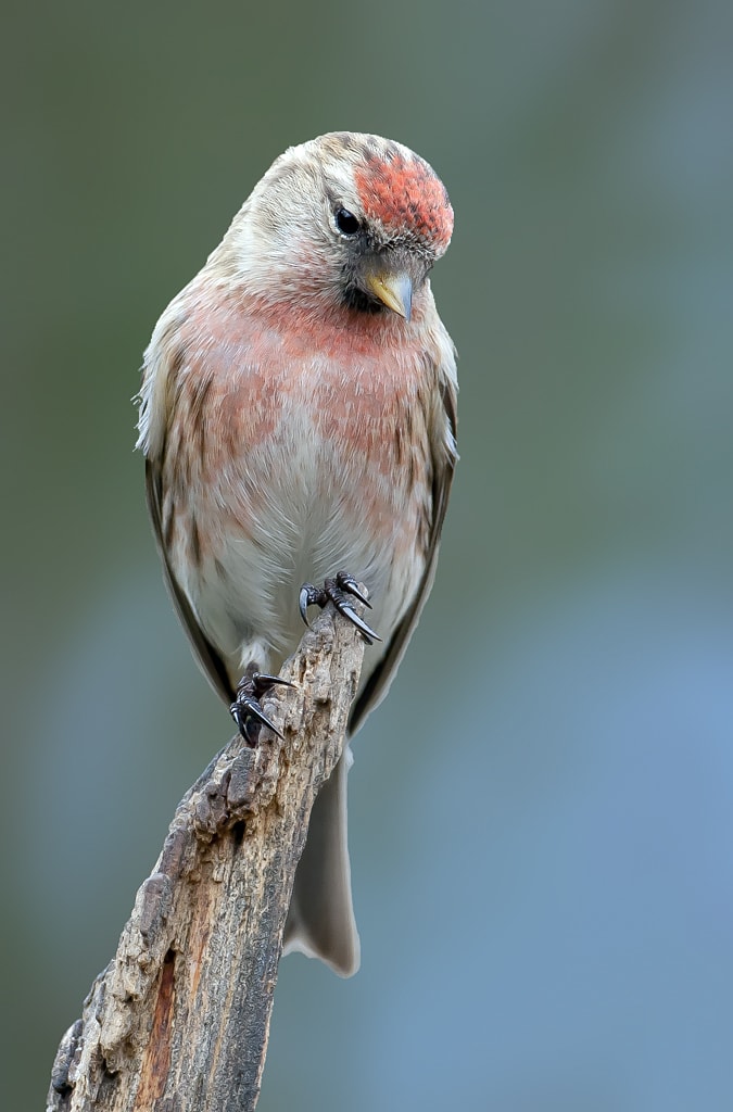 Lesser Redpoll by Tom Melton - BirdGuides