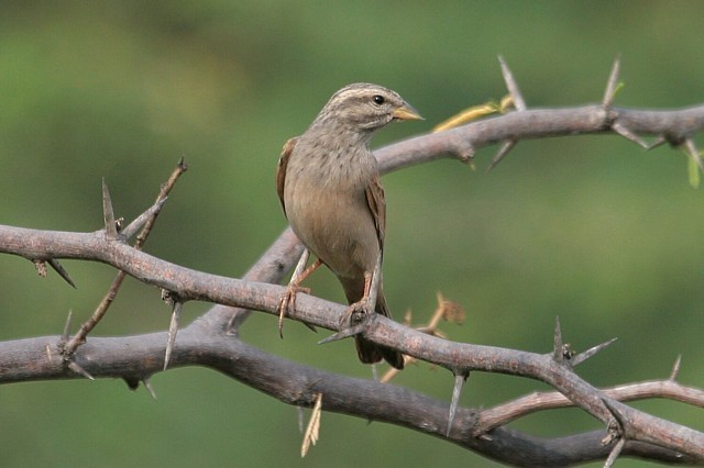 Details : House Bunting - BirdGuides