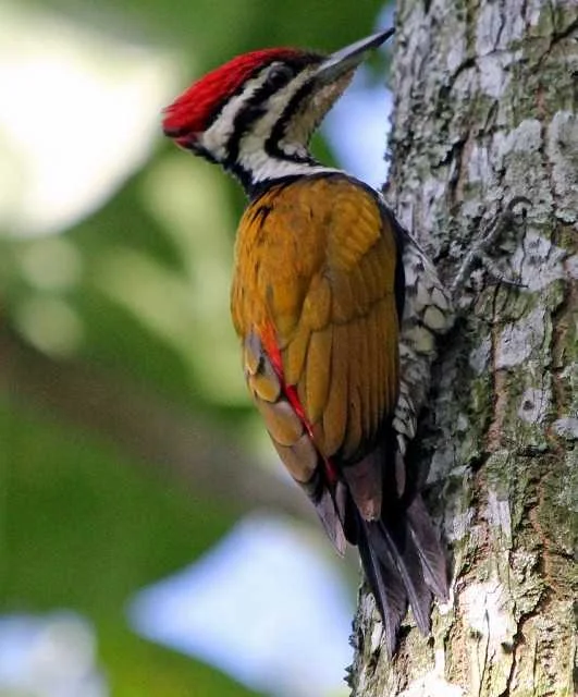 Details : Common Flameback - BirdGuides