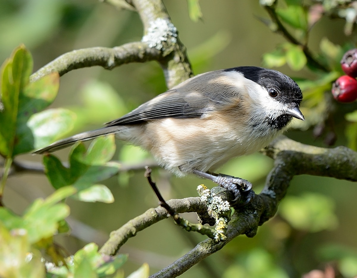 Willow Tit by Barry Nield - BirdGuides