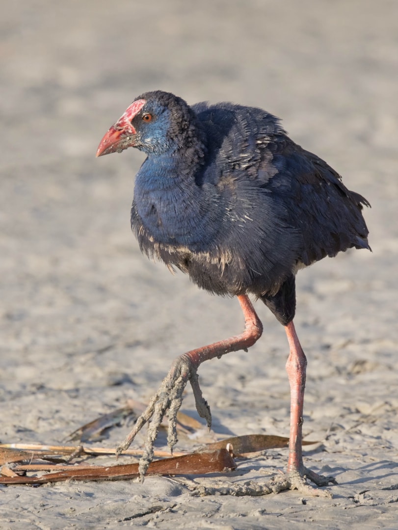 Western Swamphen by Paul Coombes - BirdGuides