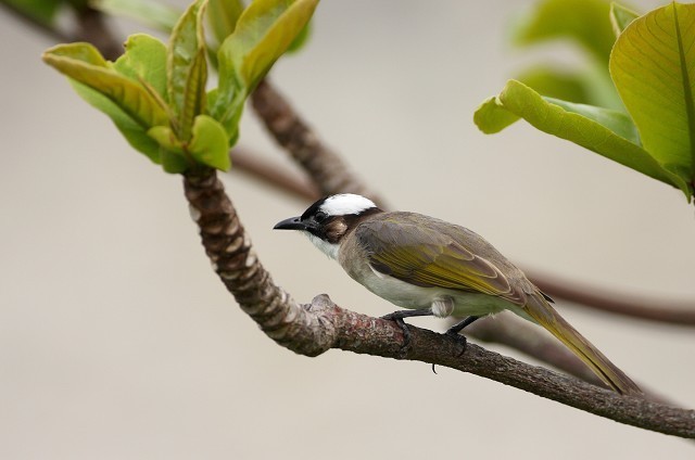 Details : Light-vented Bulbul - BirdGuides