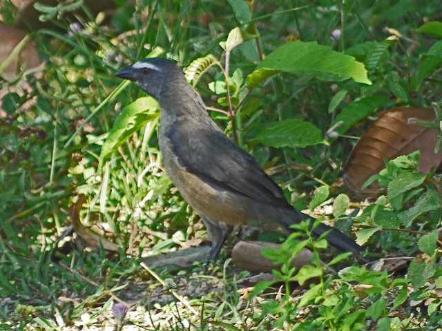 Details : Bluish-grey Saltator - BirdGuides