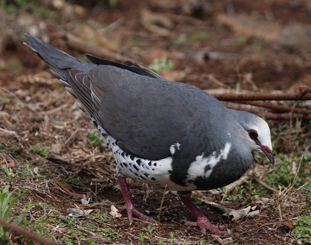 Details : Wonga Pigeon - BirdGuides