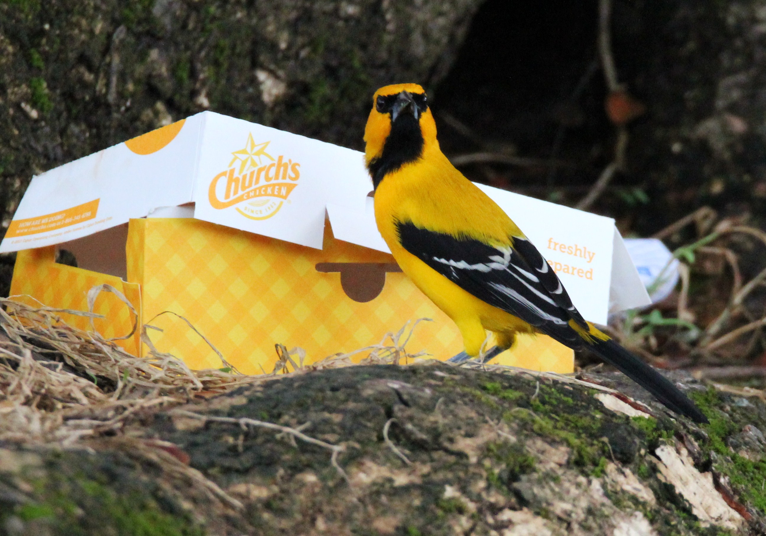 Details : Yellow Oriole - BirdGuides