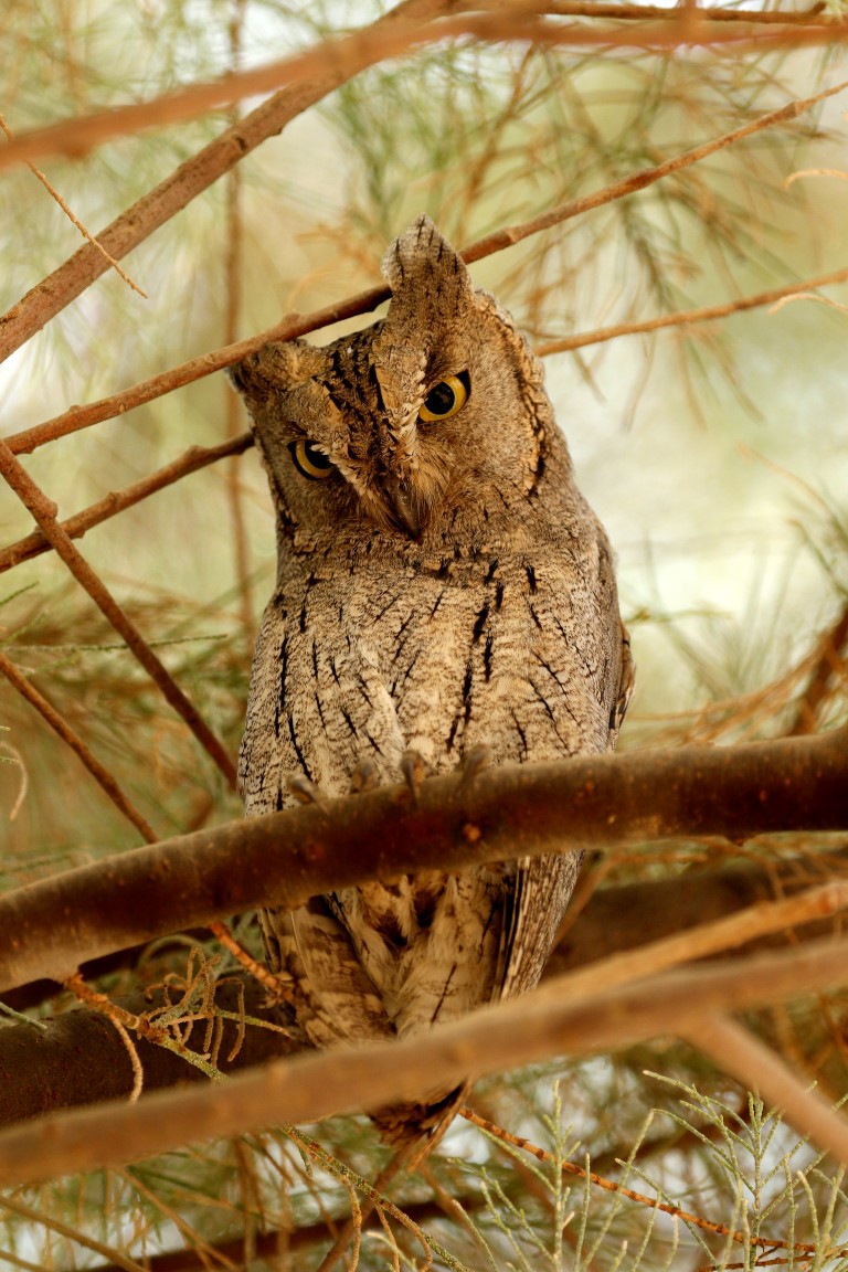 Details : Pallid Scops Owl - BirdGuides