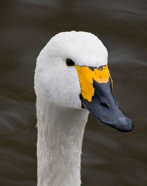 Details : Bewick's Swan - BirdGuides