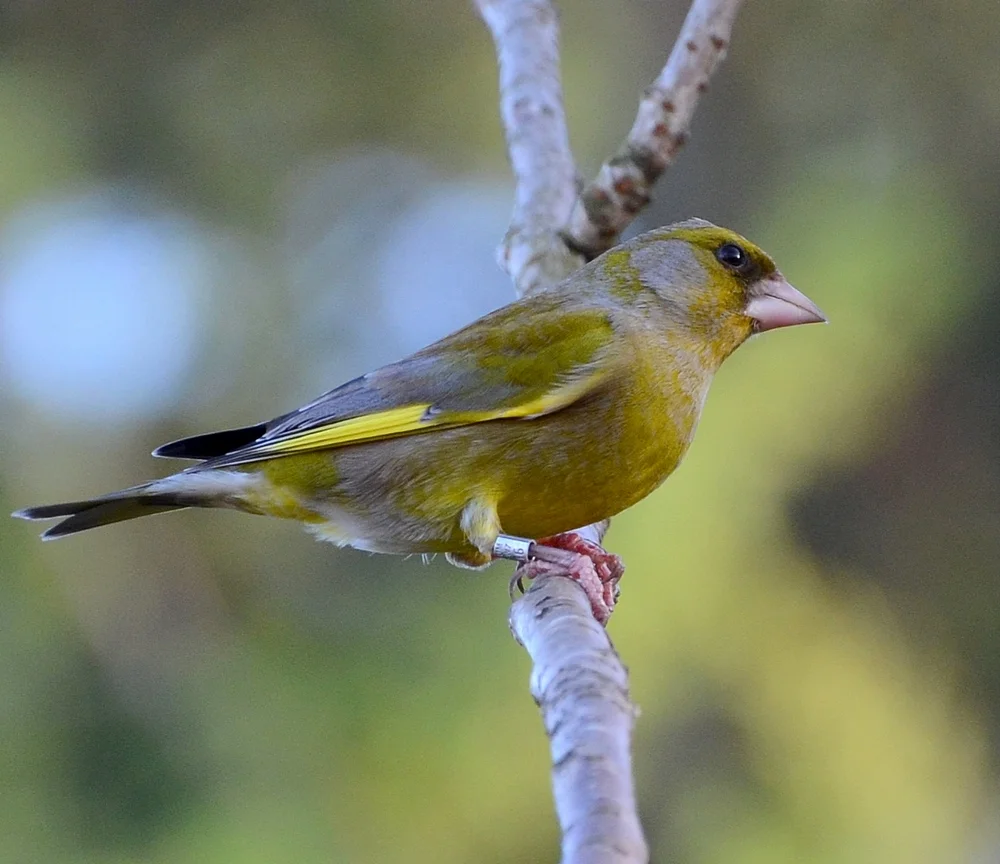 Details Greenfinch Birdguides