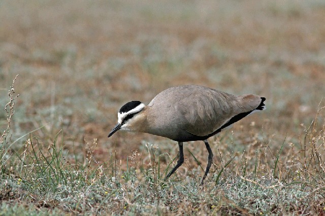 Details : Sociable Lapwing - BirdGuides