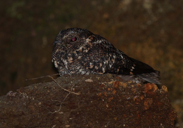 Details : Swallow-tailed Nightjar - BirdGuides
