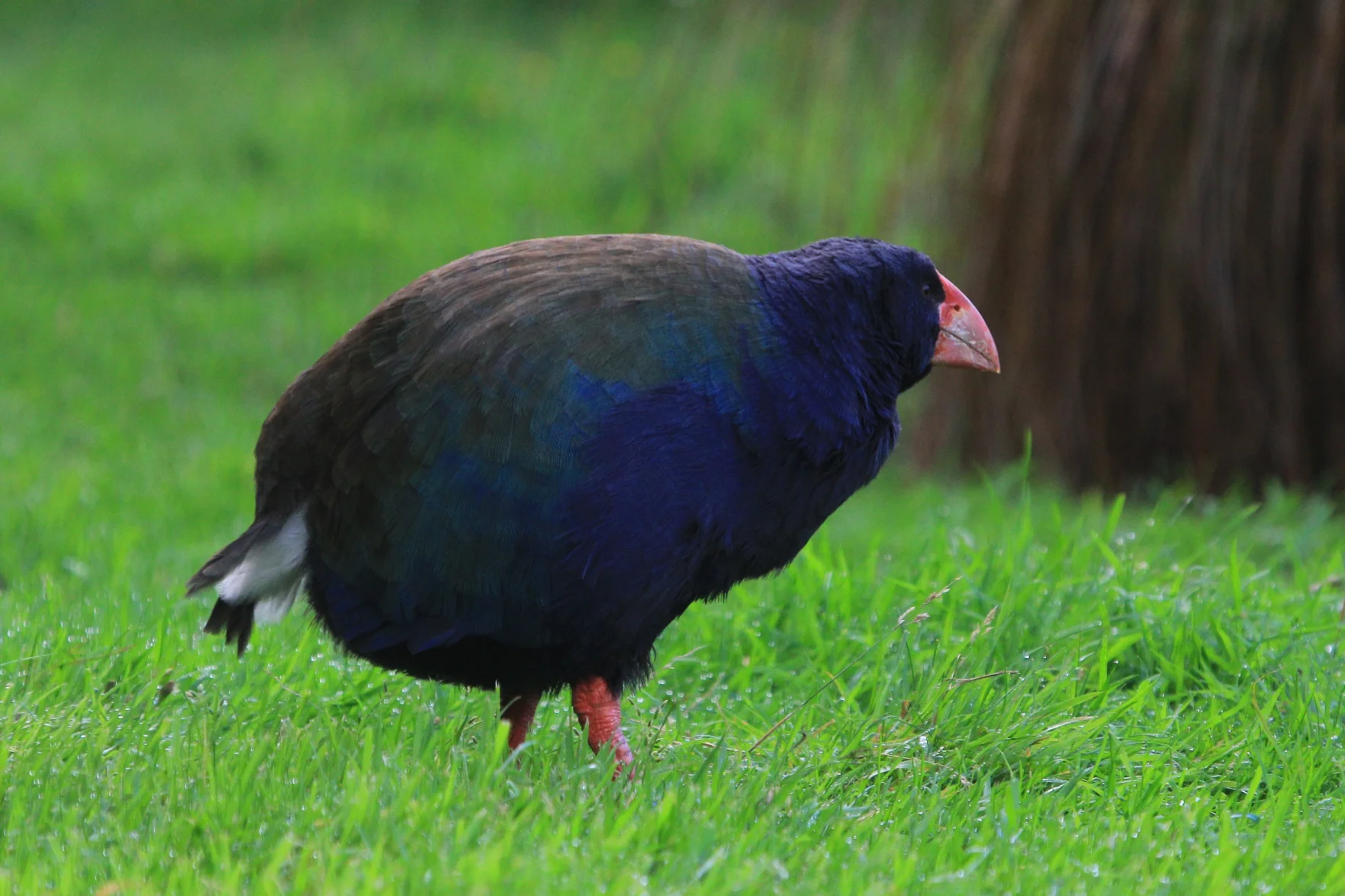 Details : North Island Takahe - BirdGuides