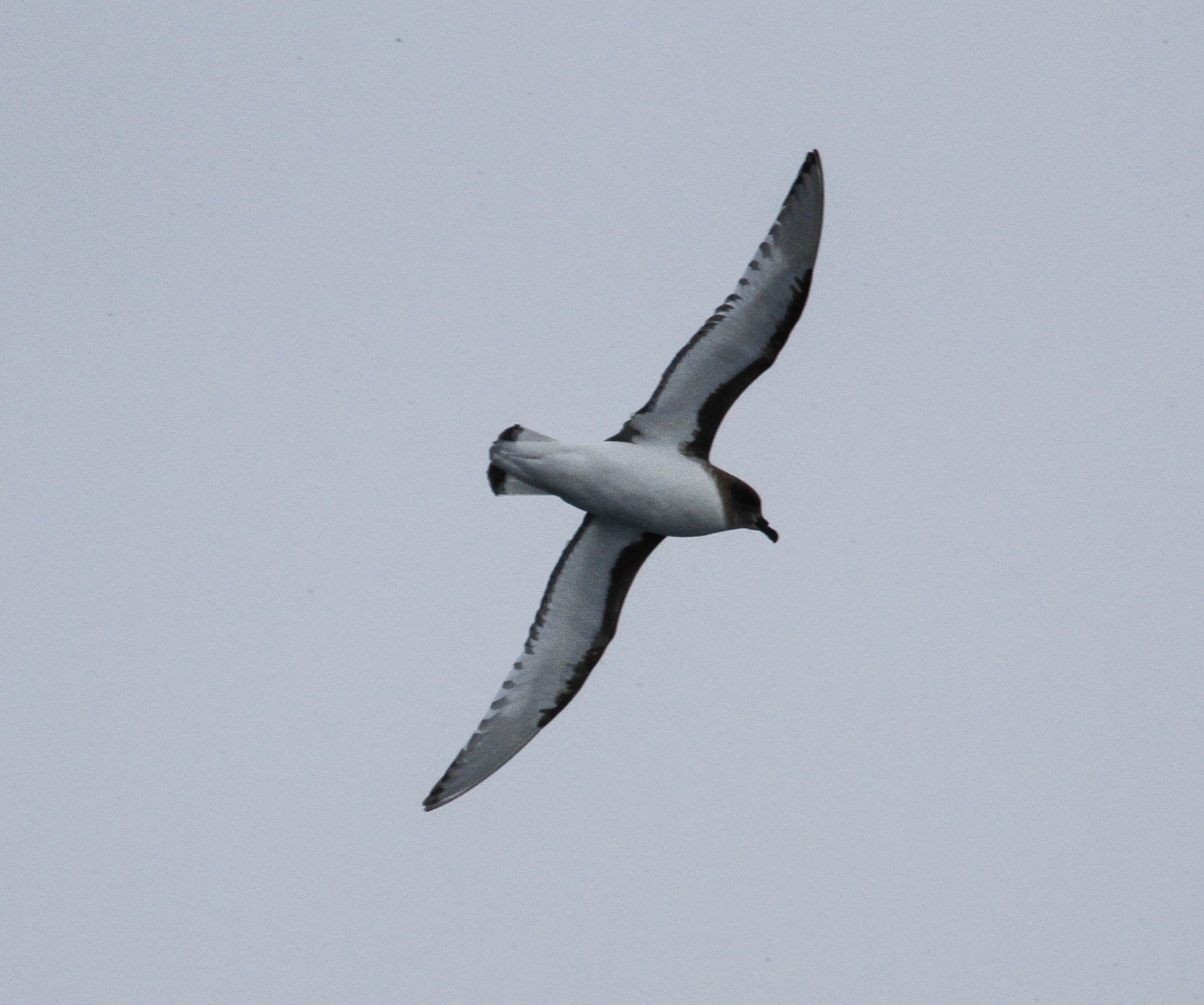 Details : Antarctic Petrel - BirdGuides
