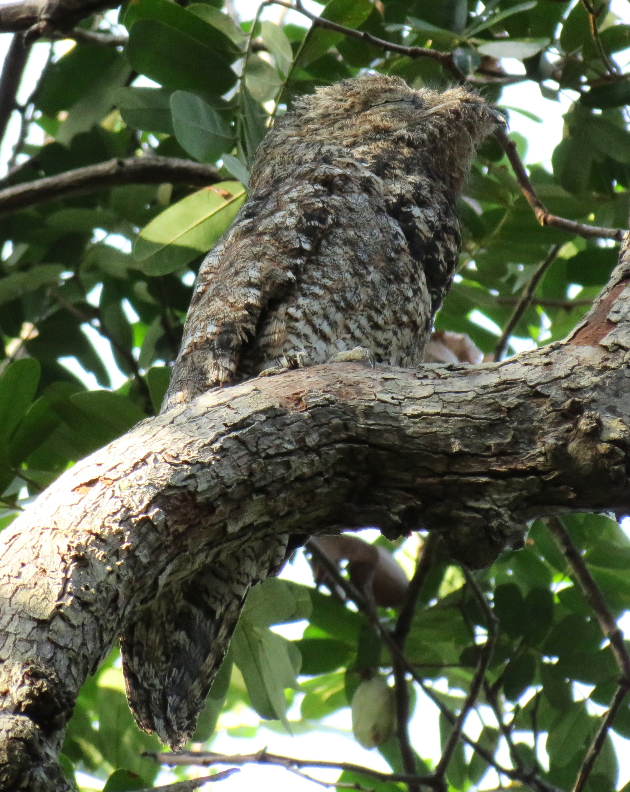 Details : Great Potoo - BirdGuides