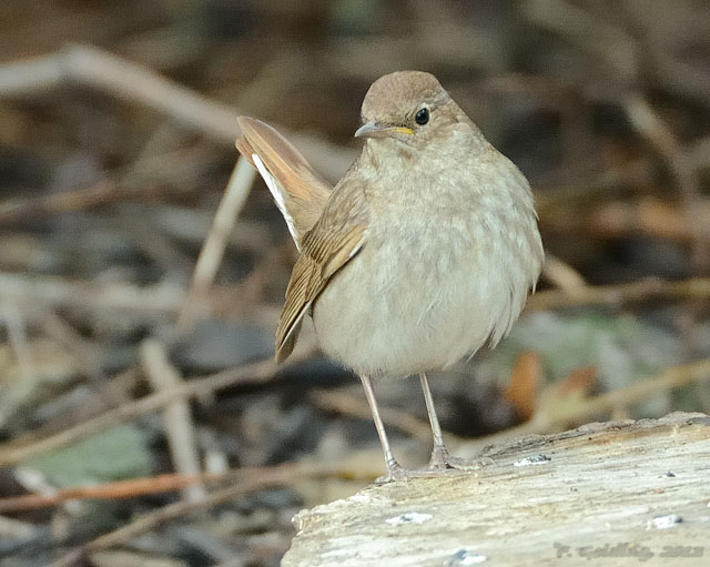 Details : Thrush Nightingale - BirdGuides