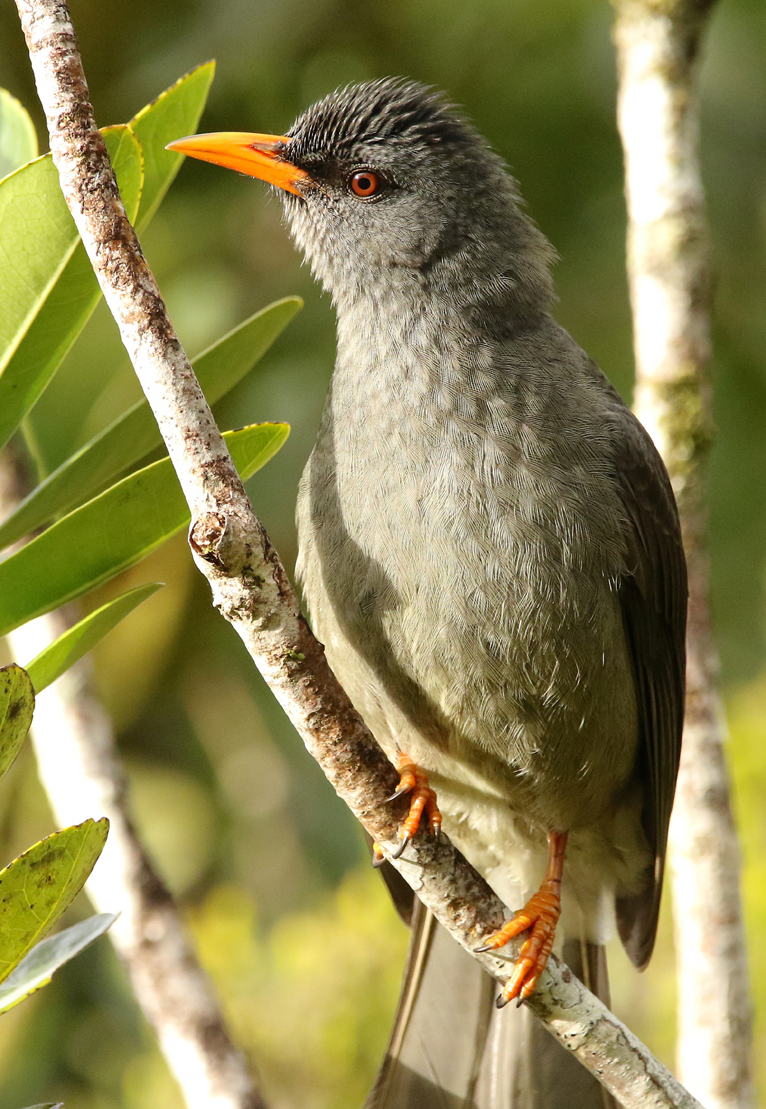 Details : Mauritius Bulbul - BirdGuides