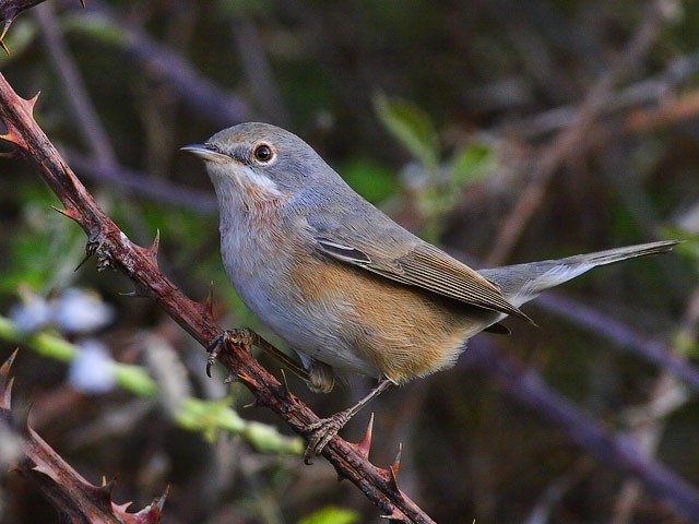 Details : Western Subalpine Warbler - BirdGuides