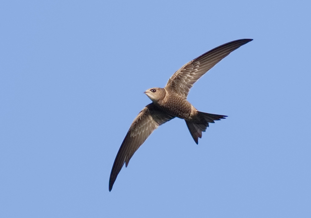Details : Pallid Swift - BirdGuides
