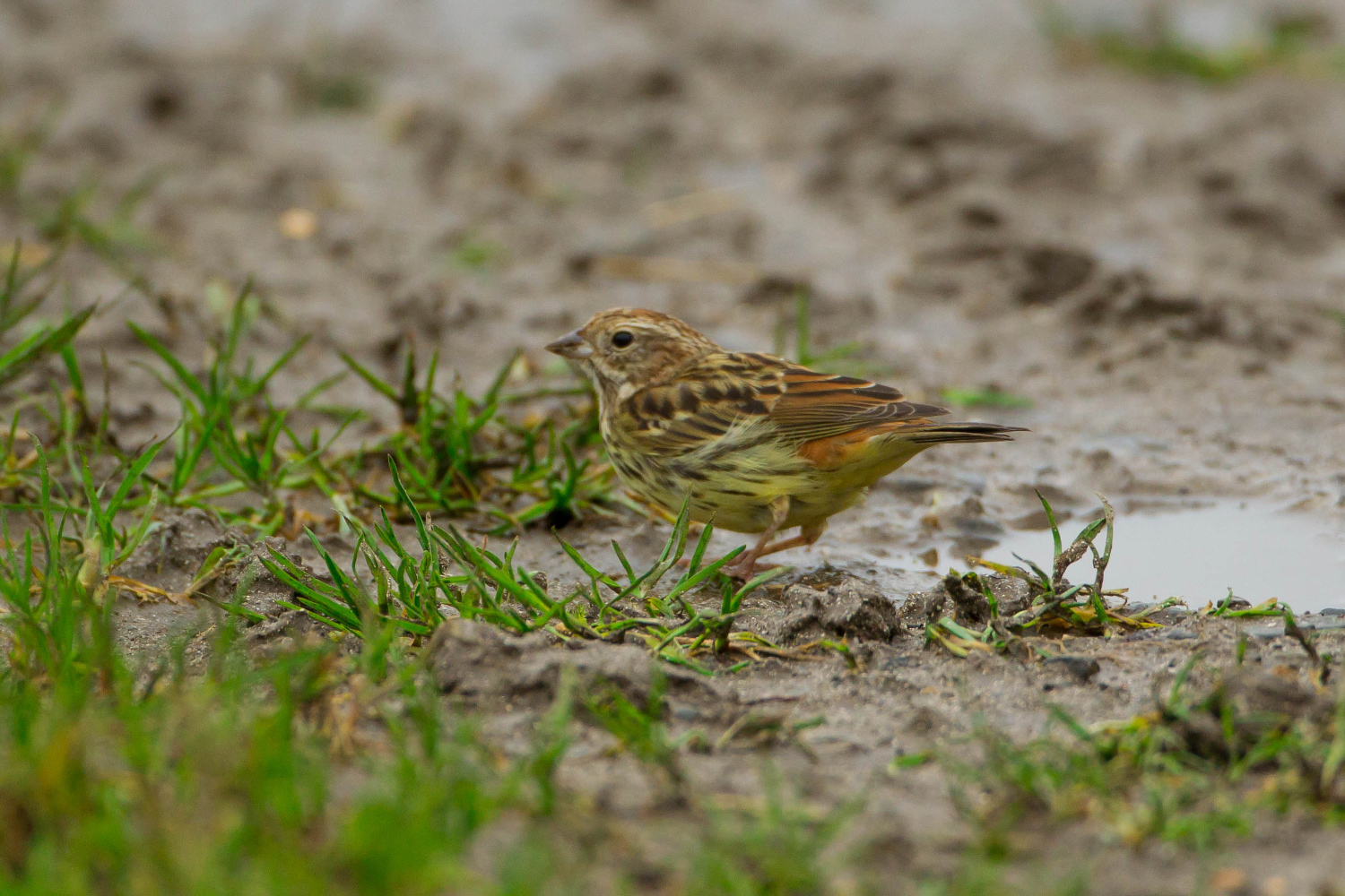 Details : Chestnut Bunting - BirdGuides