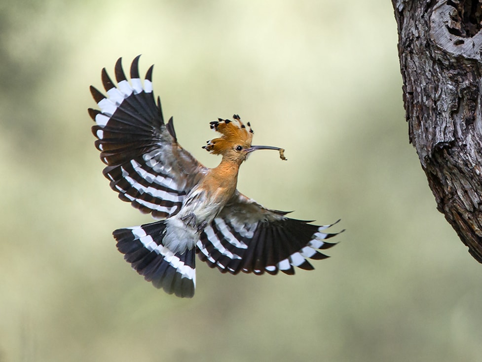 Hoopoe by Jamie MacArthur - BirdGuides