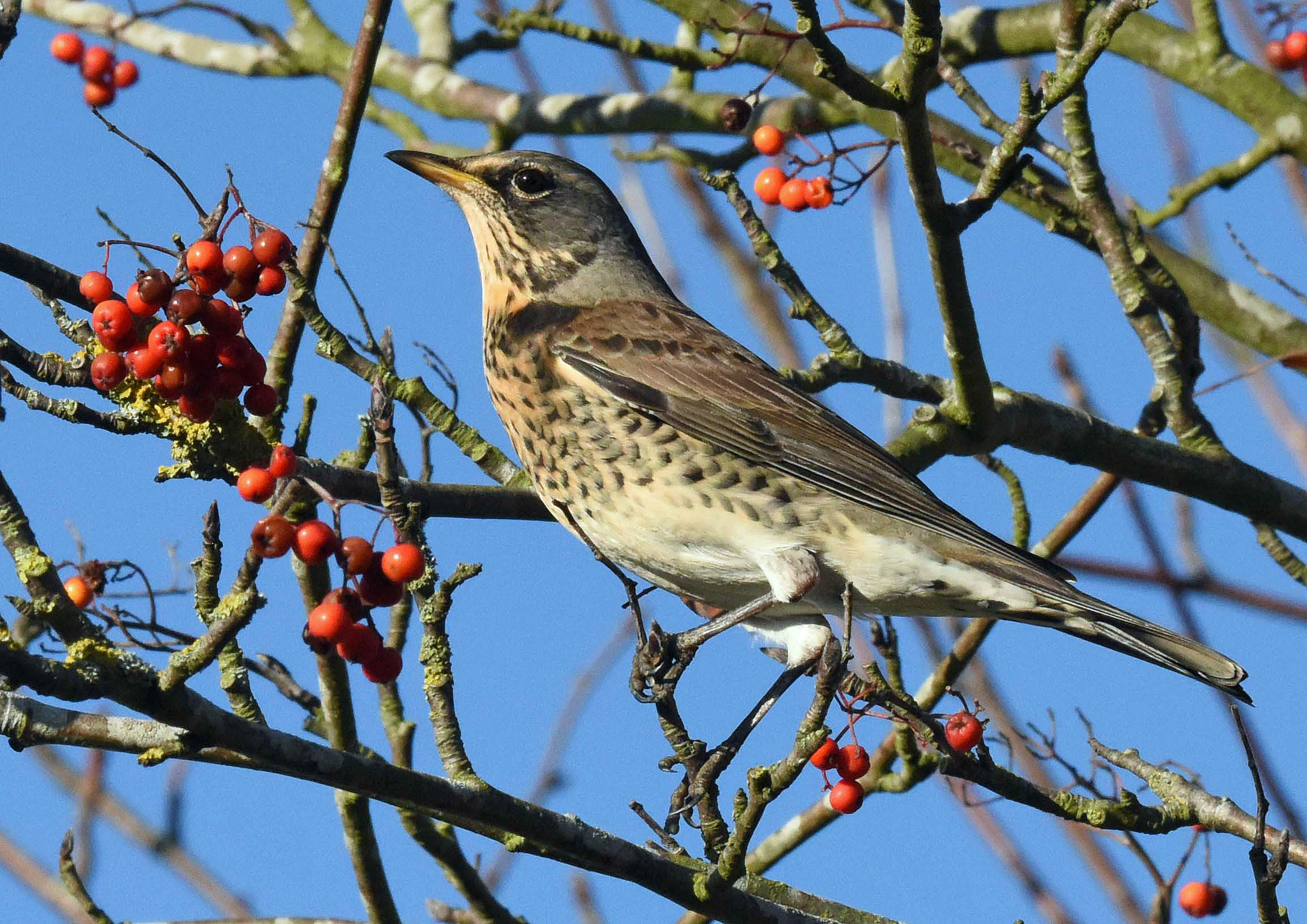 Stoke Mandeville Birdwatching Site - BirdGuides